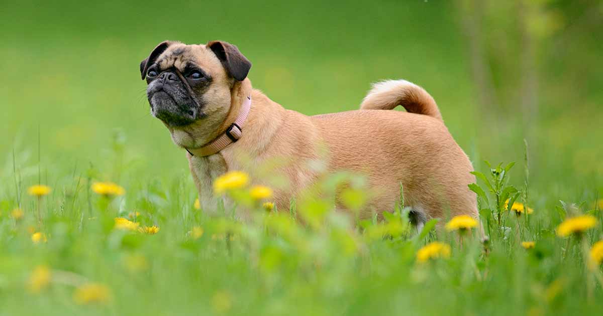 Pug - PDSA