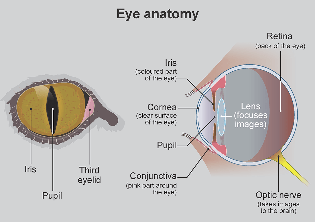 Eye Problems In Cats PDSA