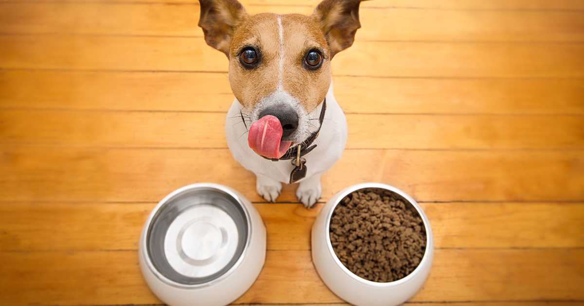 How to conduct a food trial: Dog - PDSA