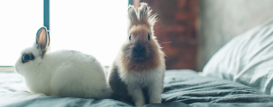 Vet Q&A: Should I keep my rabbits inside or outside? - PDSA