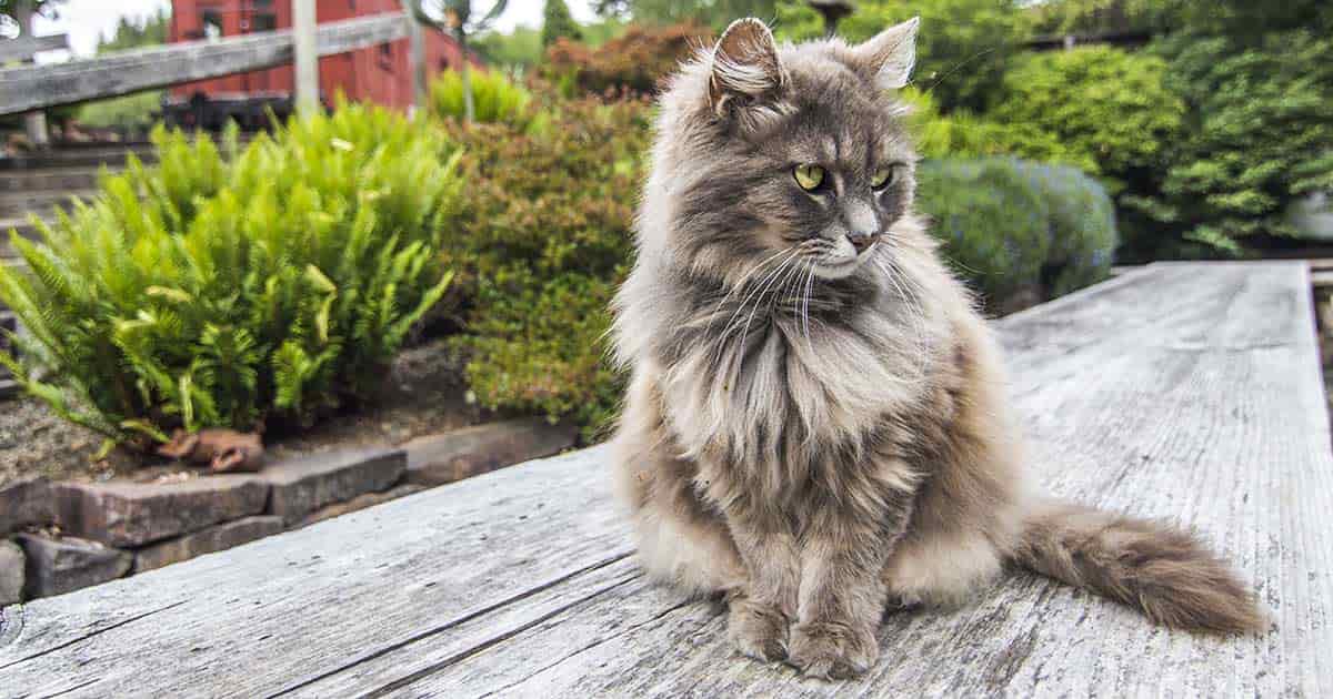 Cat body language - PDSA