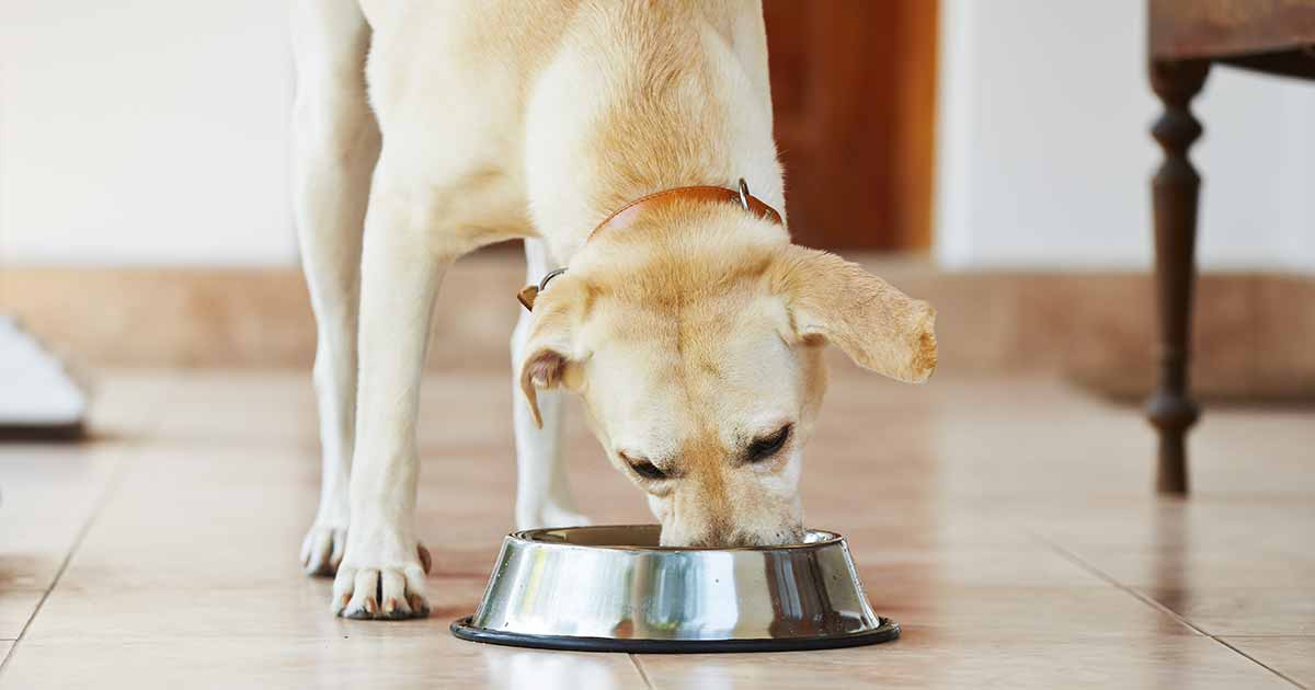 What Animals Do Pdsa Treat at Lawrence Henry blog