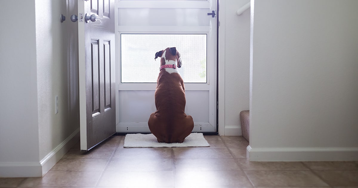 Separation anxiety in dogs - PDSA