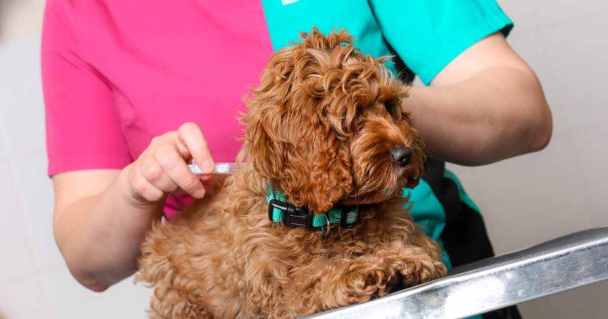 Vet Q&A: Can I get my pet vaccinated against Covid-19? - PDSA