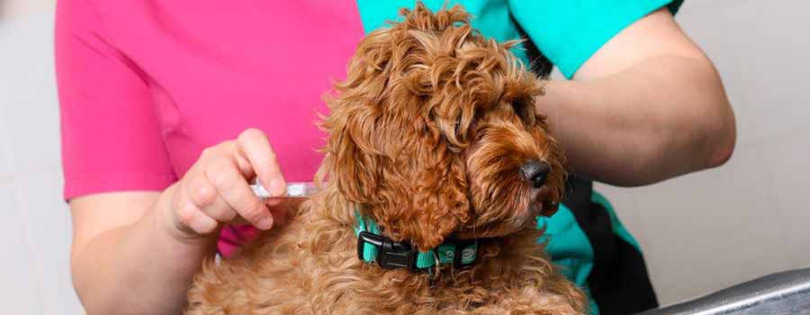 Vet Q&A: Can I get my pet vaccinated against Covid-19? - PDSA