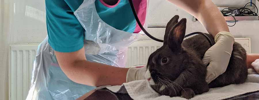 Vet Q&A: Is it safe to get rabbits neutered? - PDSA