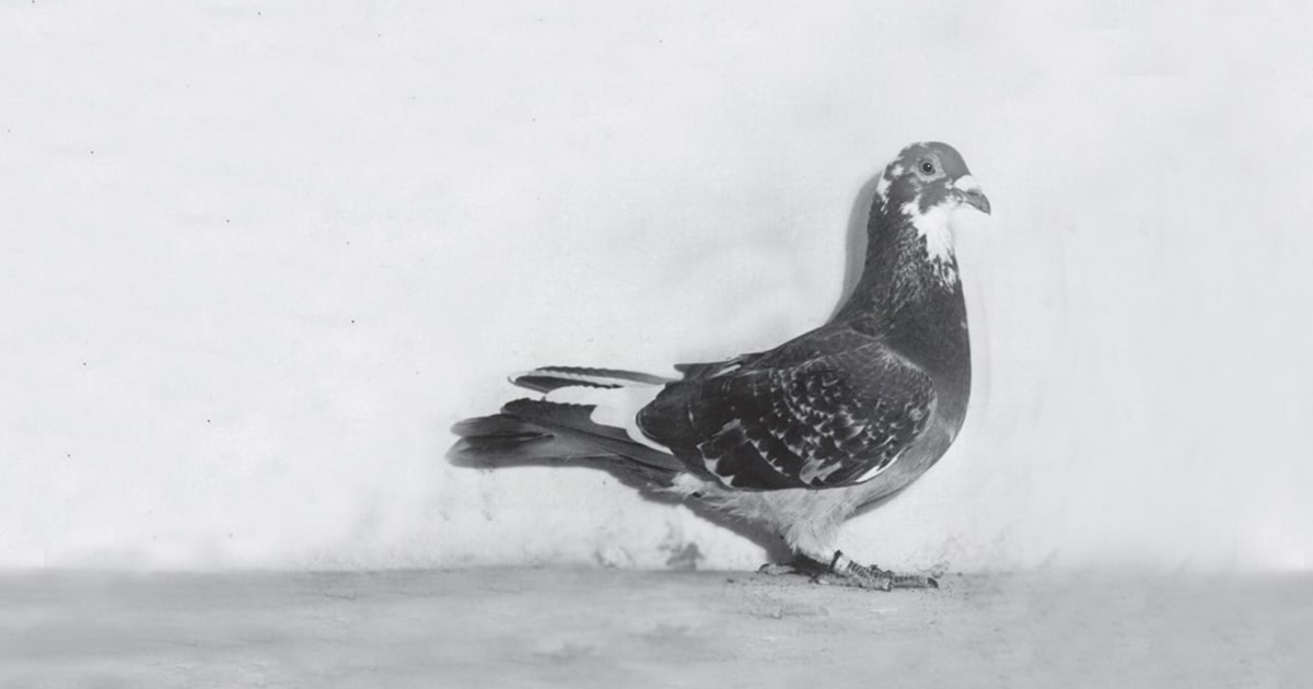 G.I. Joe Dickin Medal - PDSA