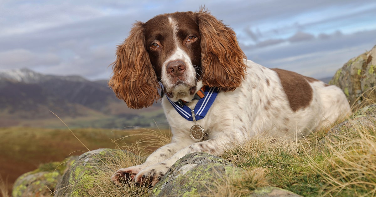 Max - PDSA Order of Merit - PDSA