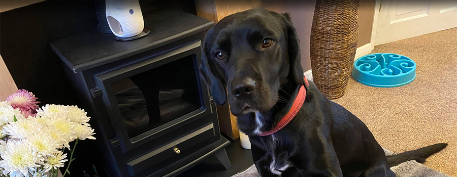 How to teach your dog paw - PDSA