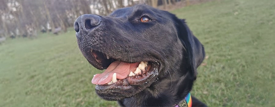 Vet Q&A: How do I remove plaque from my dog's teeth - PDSA