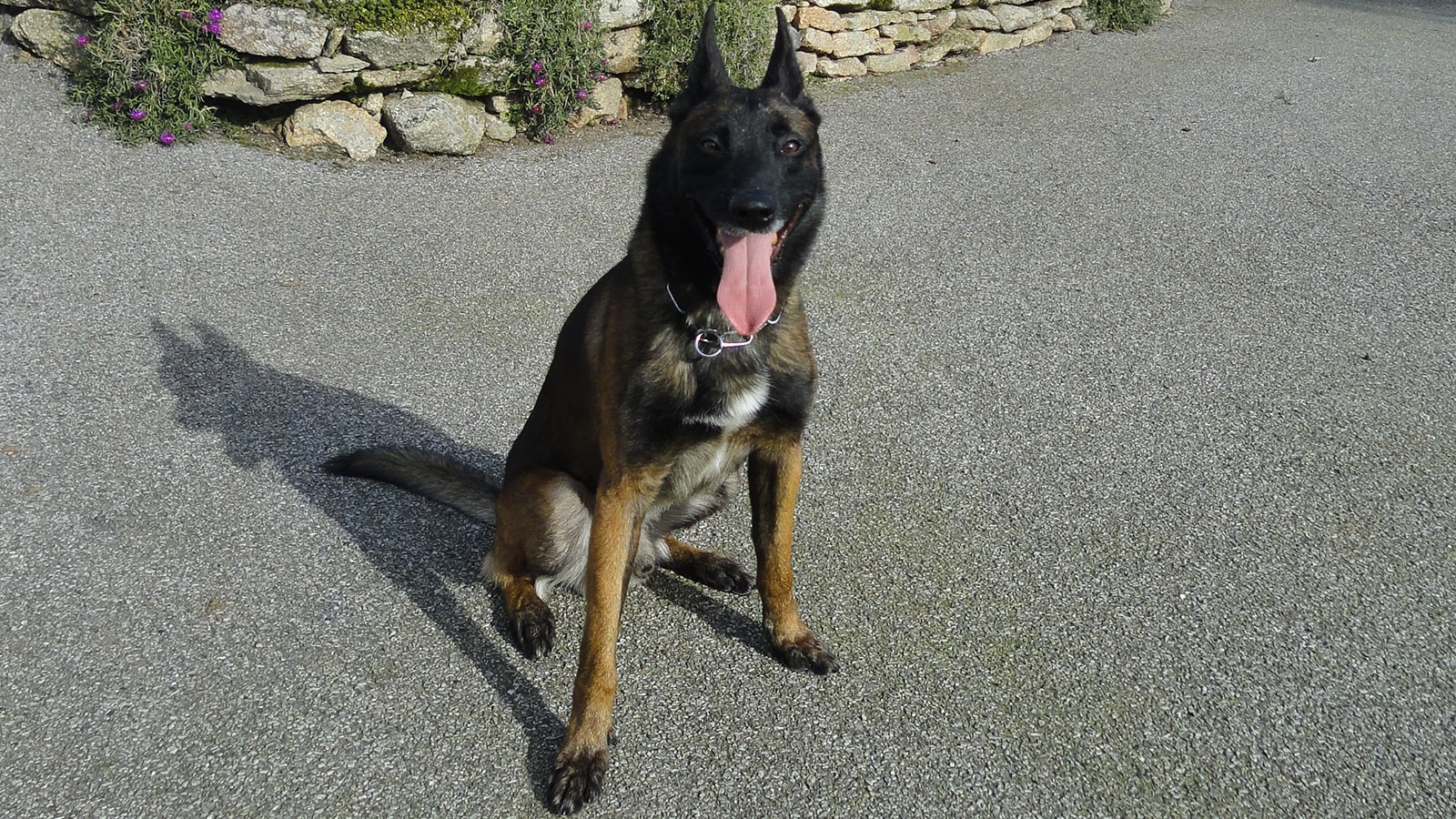 Leuk – Posthumous Dickin Medal - PDSA