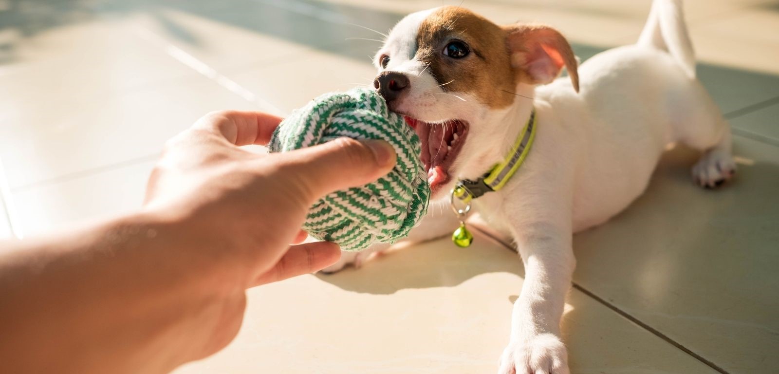 How to play safe ball games with your dog - PDSA