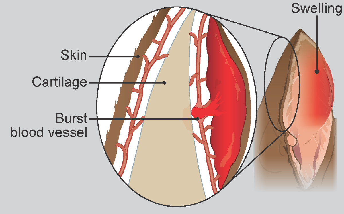 Aural Haematoma (swollen ear flap) in cats - PDSA