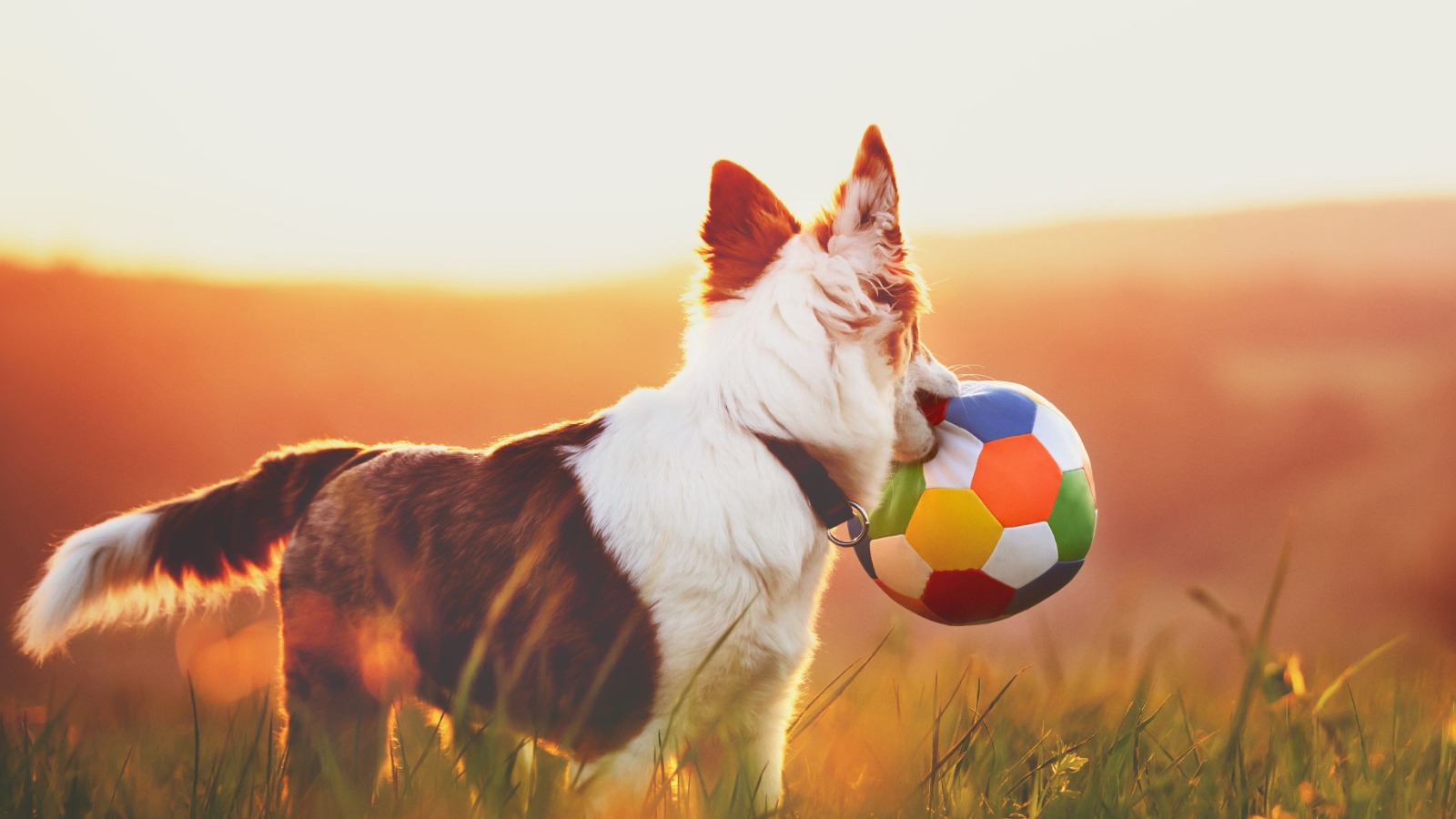 Should You Exercise Dogs In Hot Weather