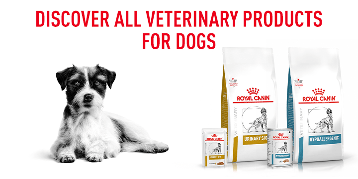 Your dog's Body Condition Score - PDSA