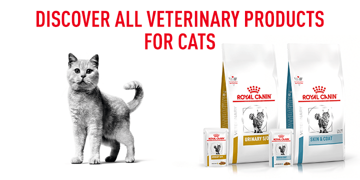 Your cat's Body Condition Score - PDSA