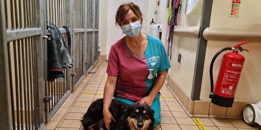 A day in the life of PDSA Head Nurse Kay - PDSA