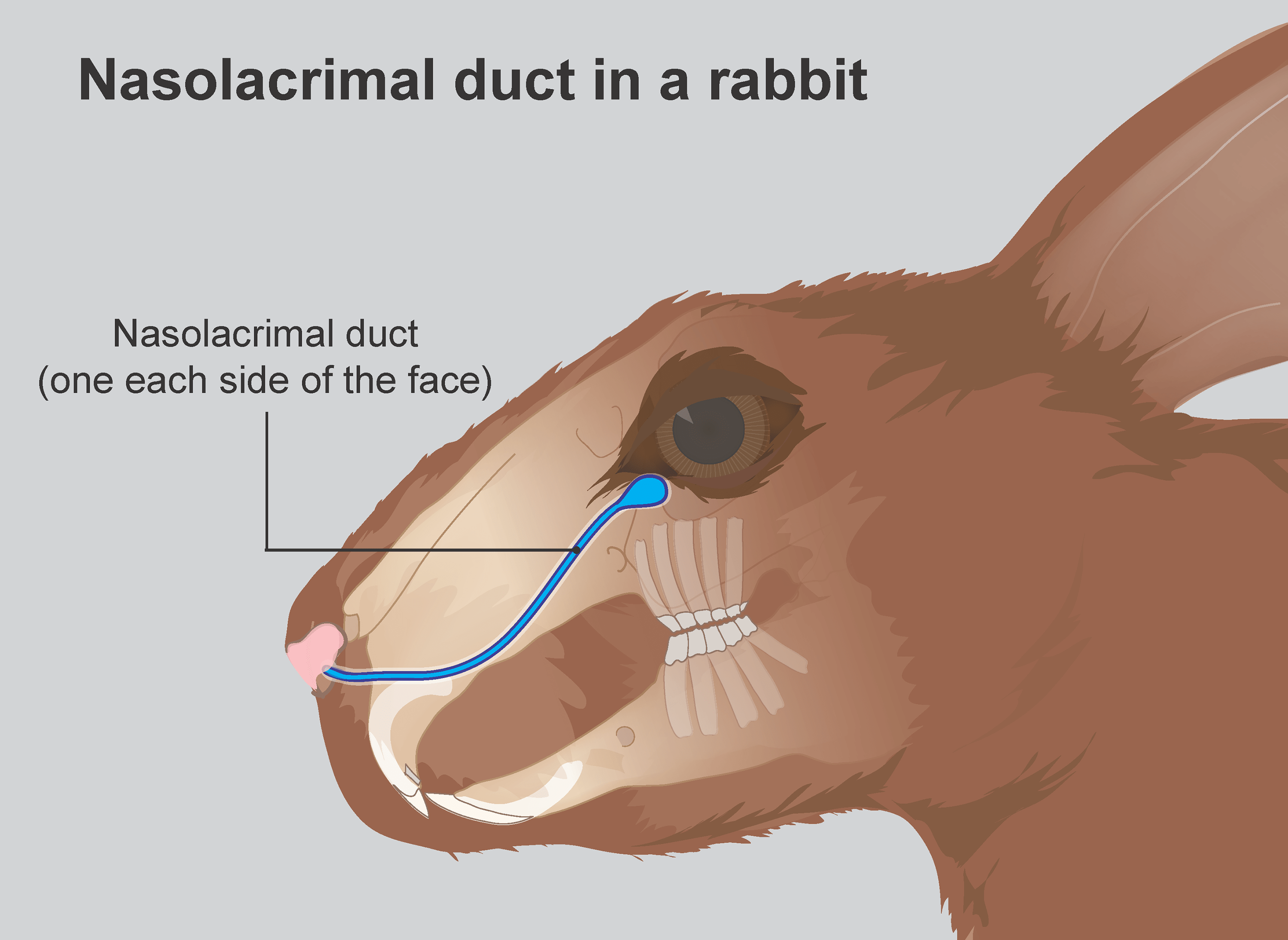 Dacryocystitis in rabbits - PDSA