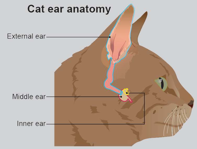 Parts Of A Cat's Ear at Alvera Rollins blog