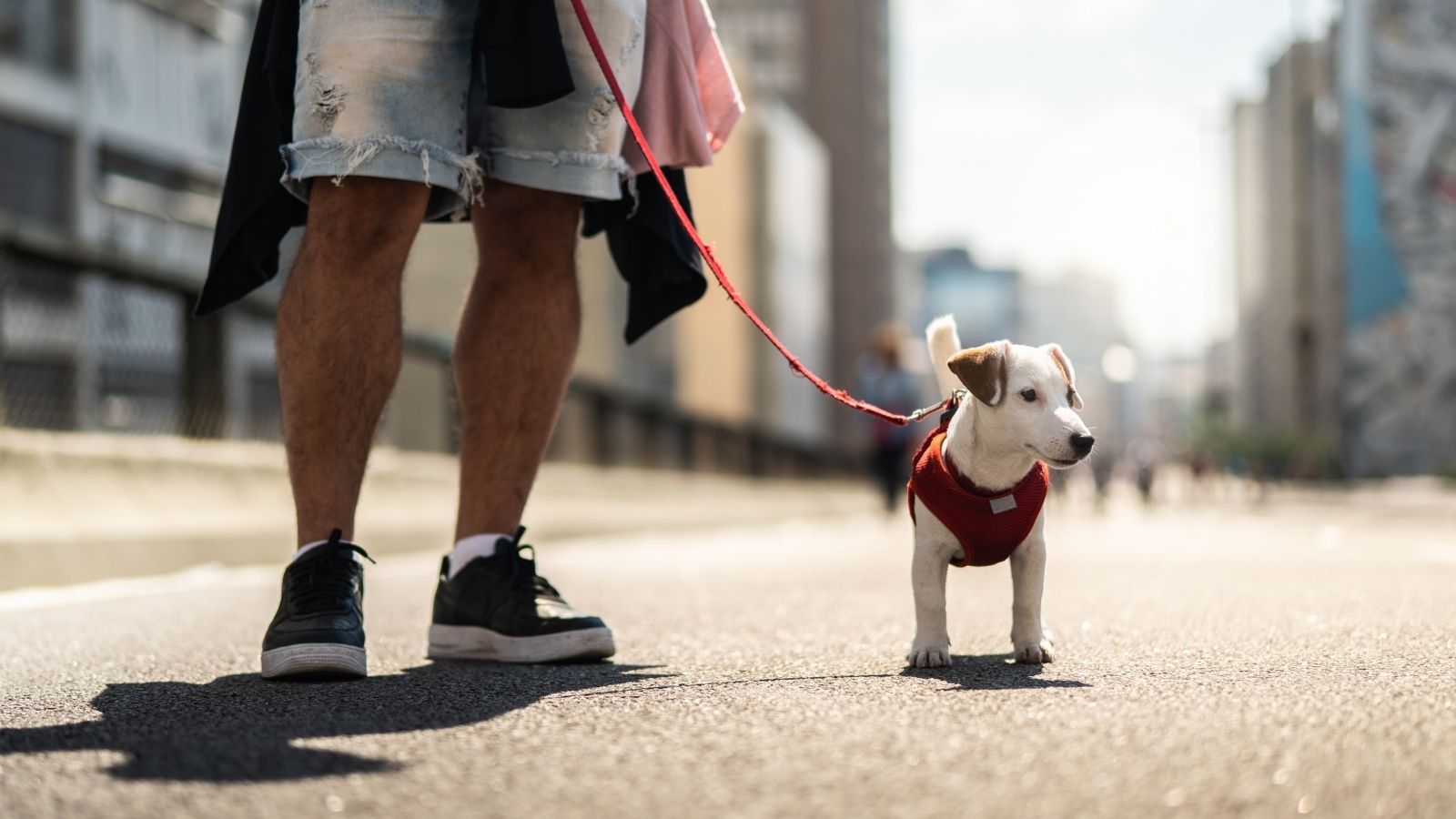 Road safety tips for dog owners - PDSA