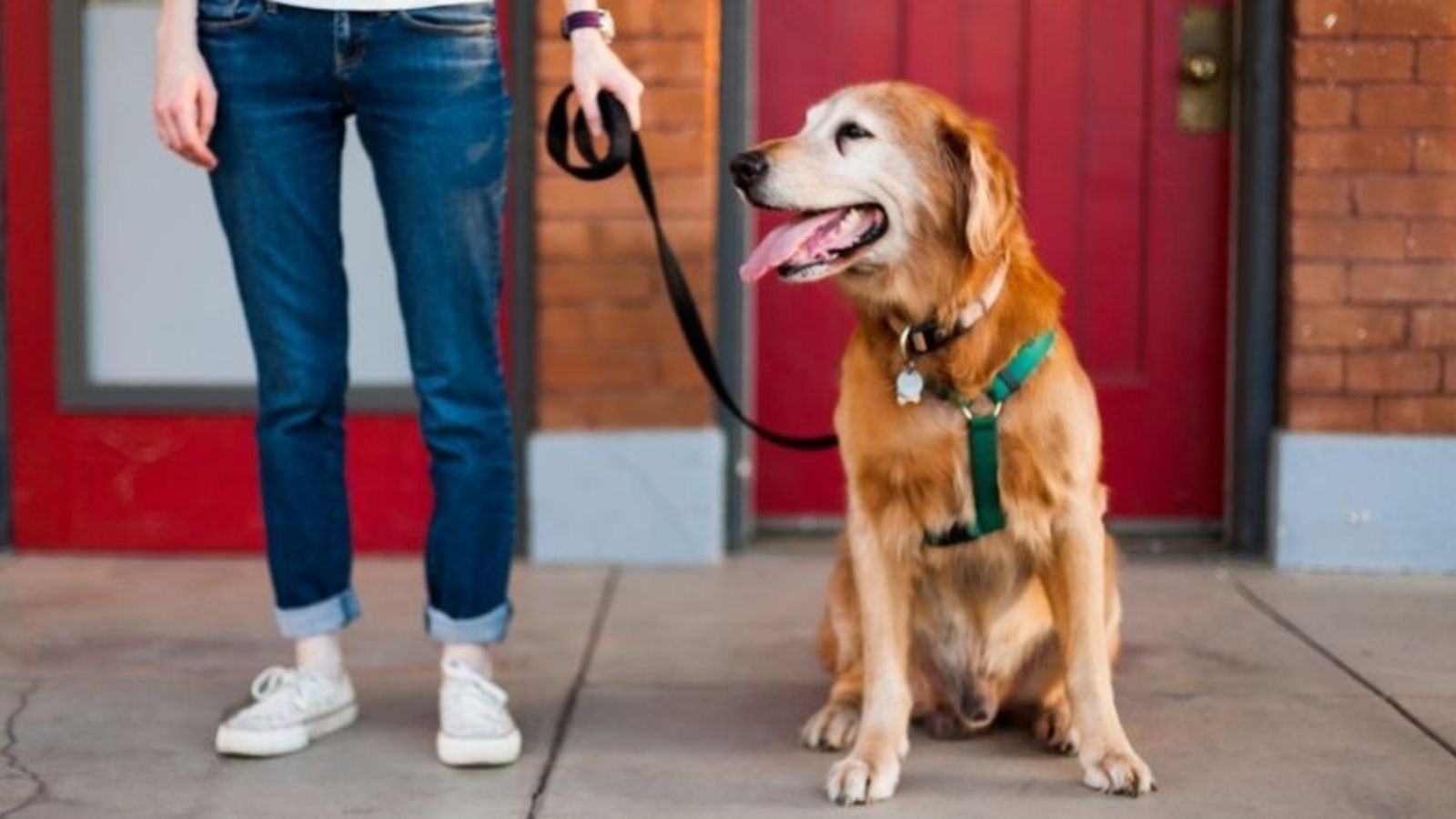 Road safety tips for dog owners - PDSA