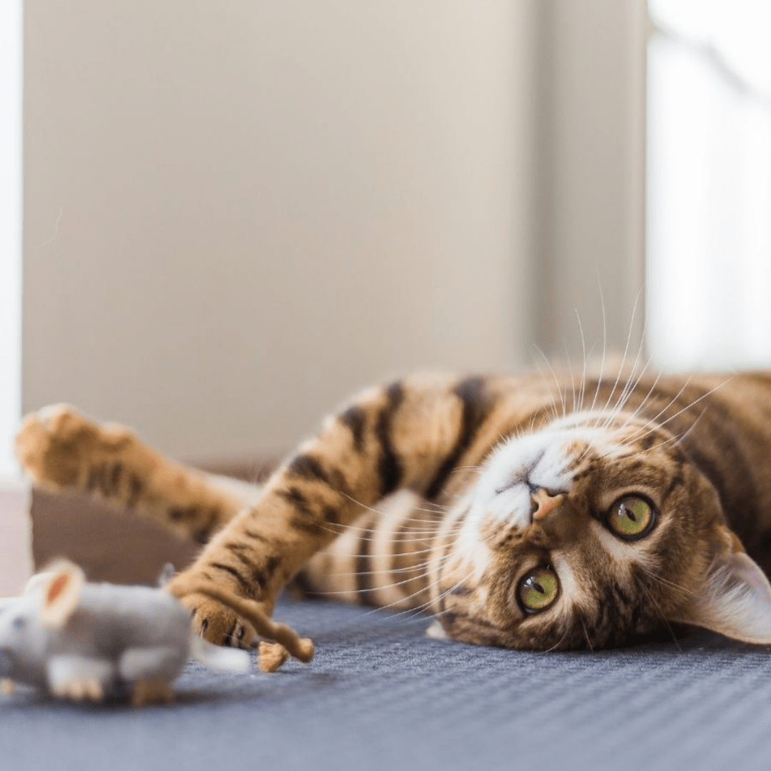 Exercising your Cat - PDSA
