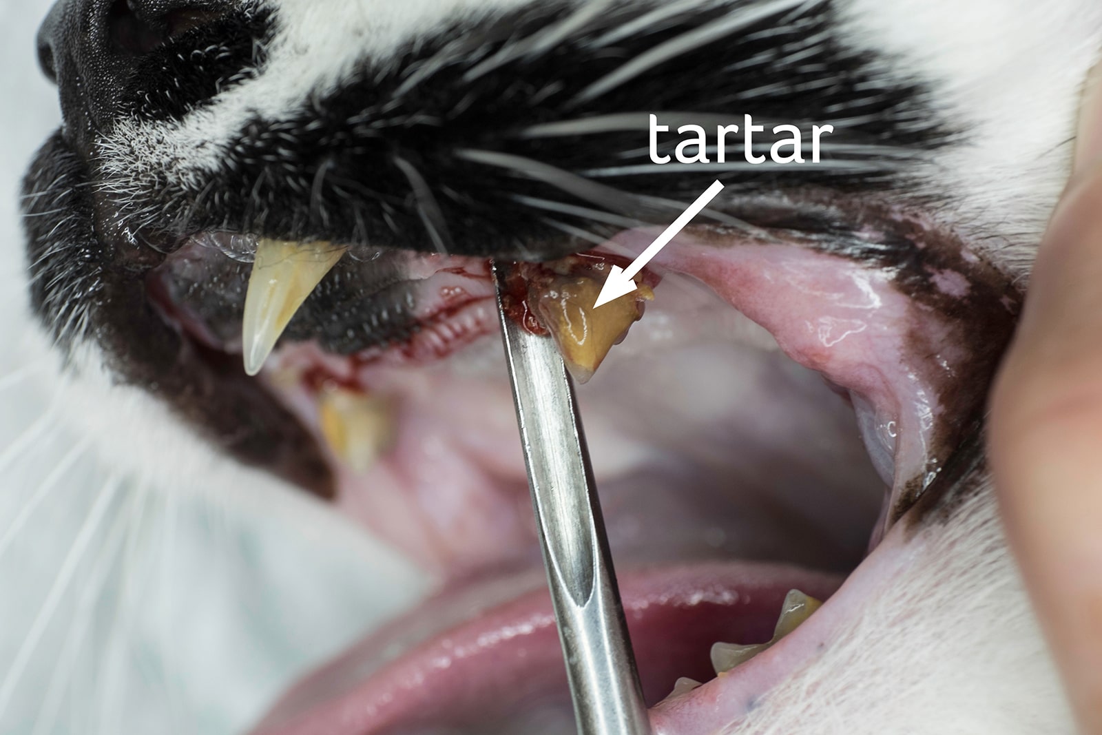 Dental Disease in Cats - PDSA