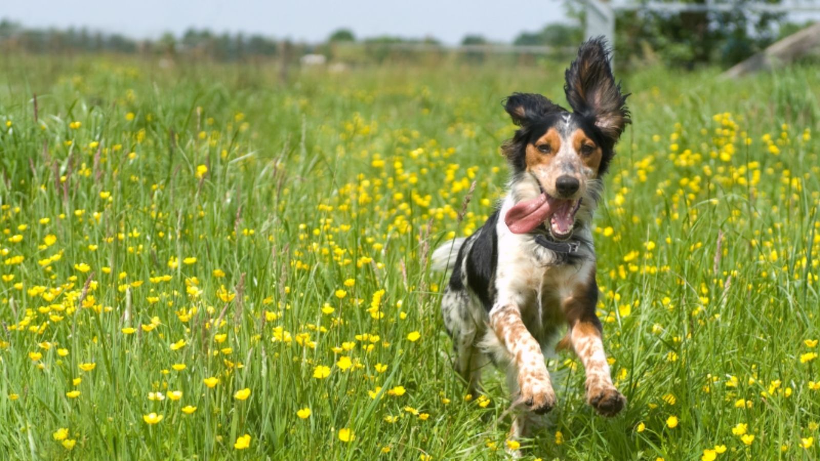 Pet care advice for spring - PDSA