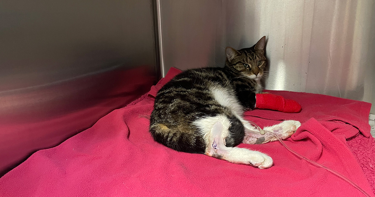 Wolverhampton cat saved by PDSA after road traffic collision - PDSA