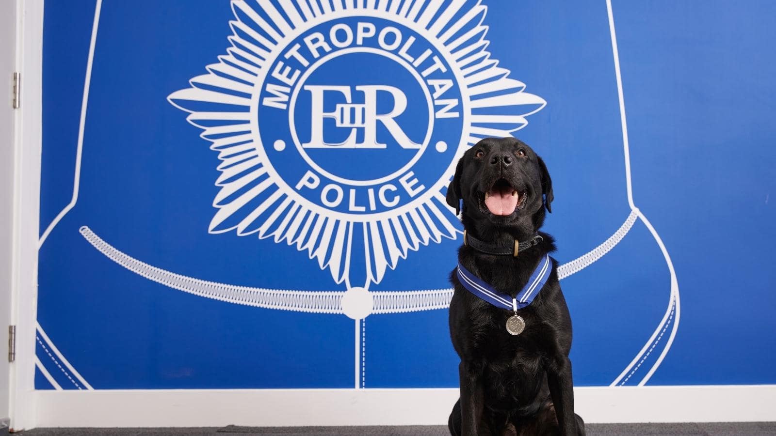 PD Dexter - PDSA