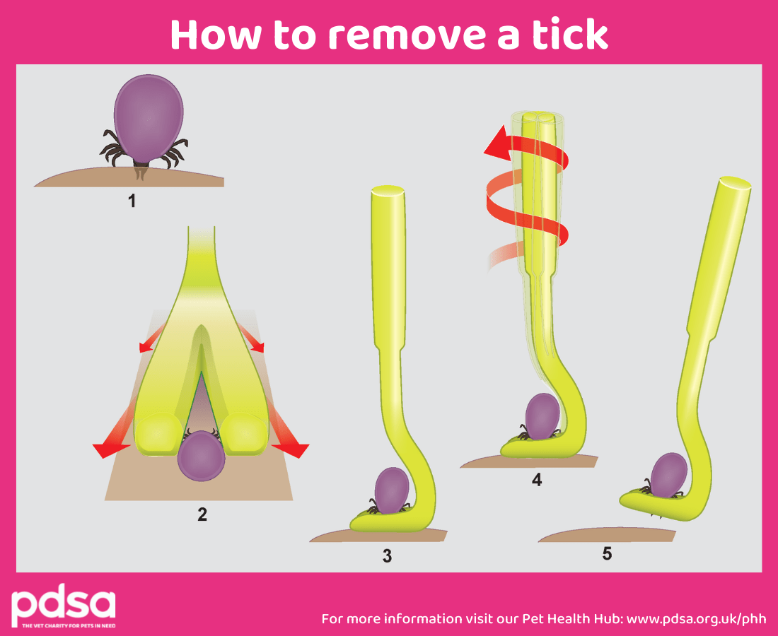 Dog Ticks Removal