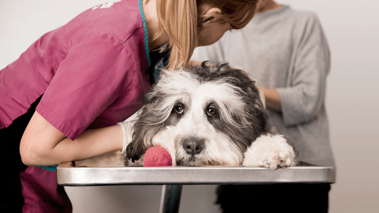 Changes at RSPCA’s Birmingham Animal Hospital - PDSA