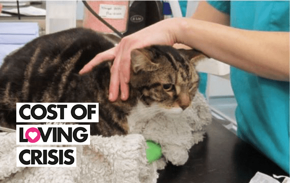 Cost of loving crisis - help us save pets - PDSA