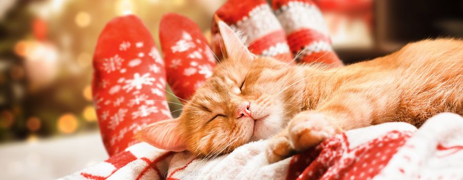 Pets at Christmas: Keeping pets calm and happy - PDSA