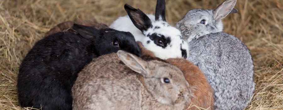 Keeping rabbits warm in winter - PDSA