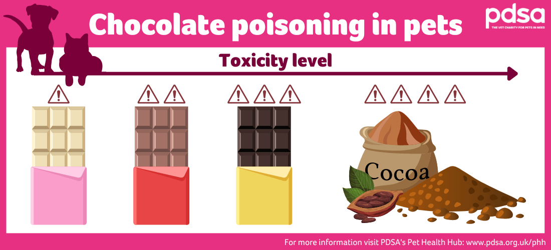 Chocolate Poisoning In Cats - PDSA Chocolate Poisoning In Cats - PDSA