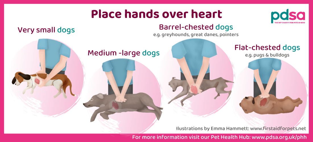 Can A Dog Really Perform Cpr