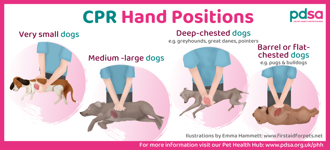 Free Printable Pet CPR And Emergency Dog Pet Medical 45 OFF