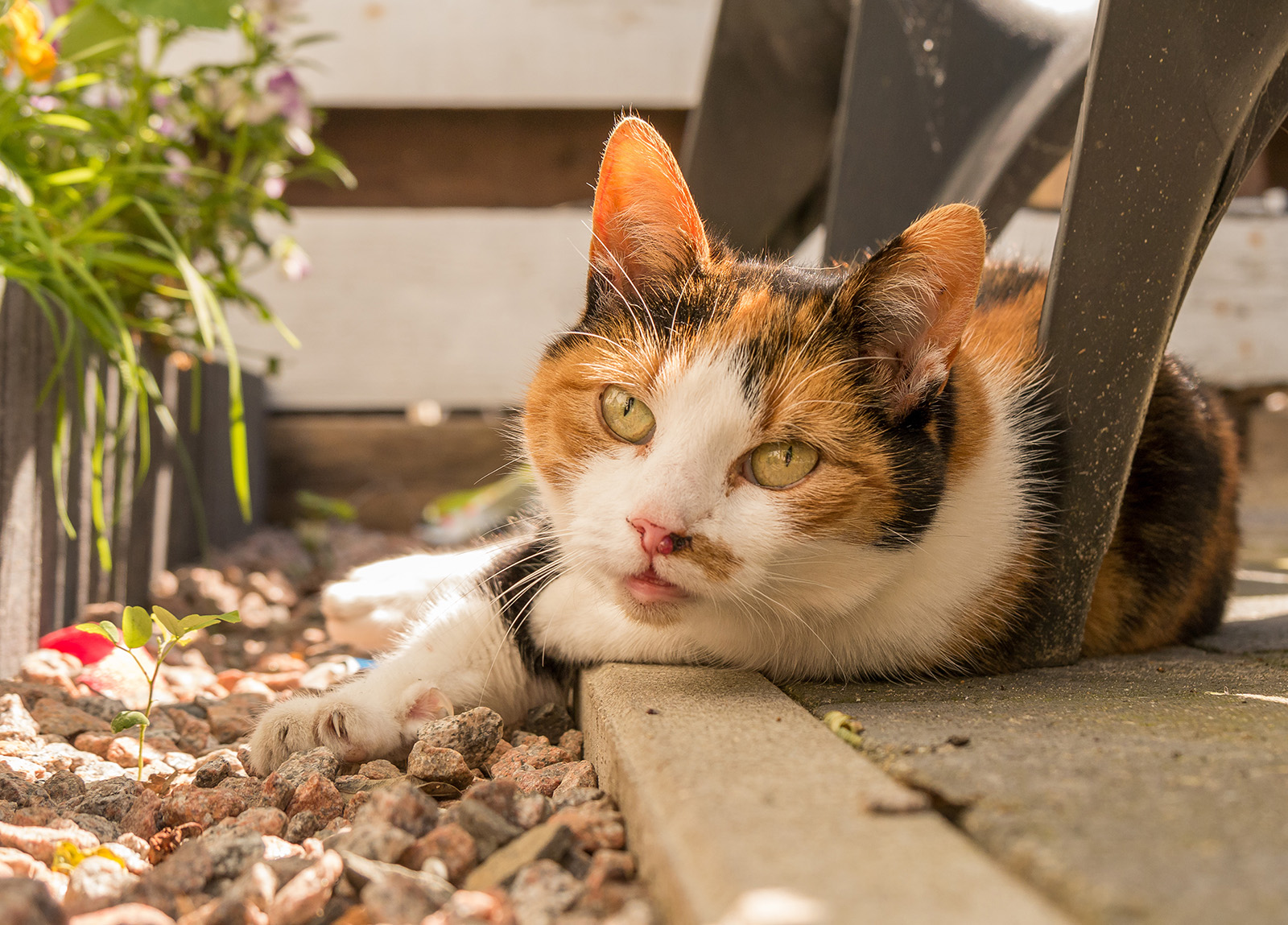 Top tips for keeping your cat cool in summer - PDSA