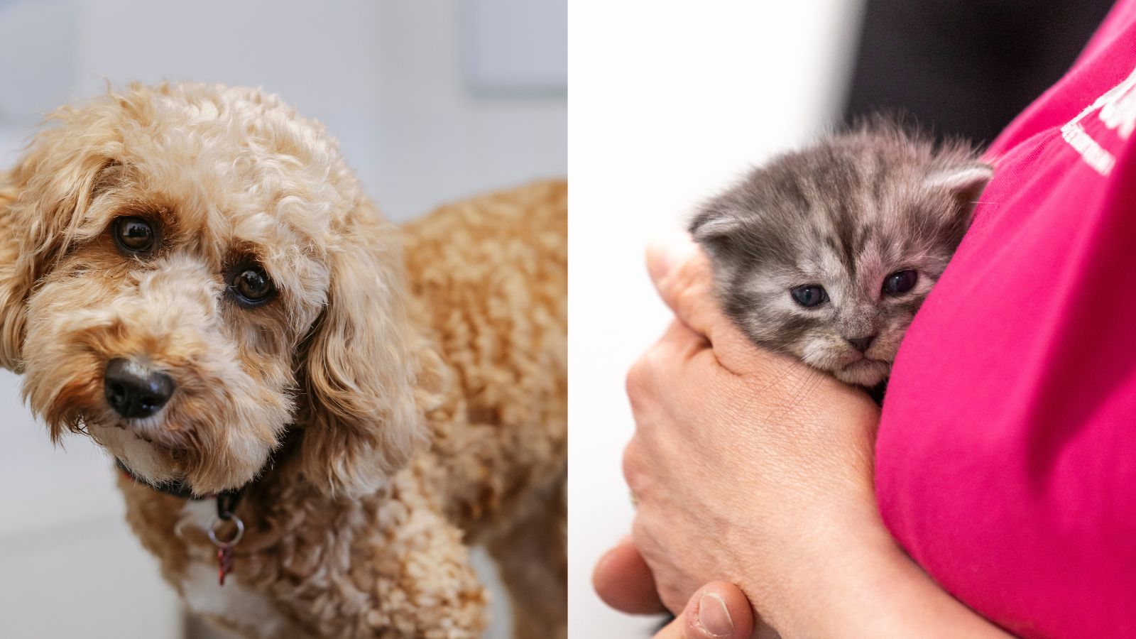 Cute PDSA pet patient pictures - PDSA