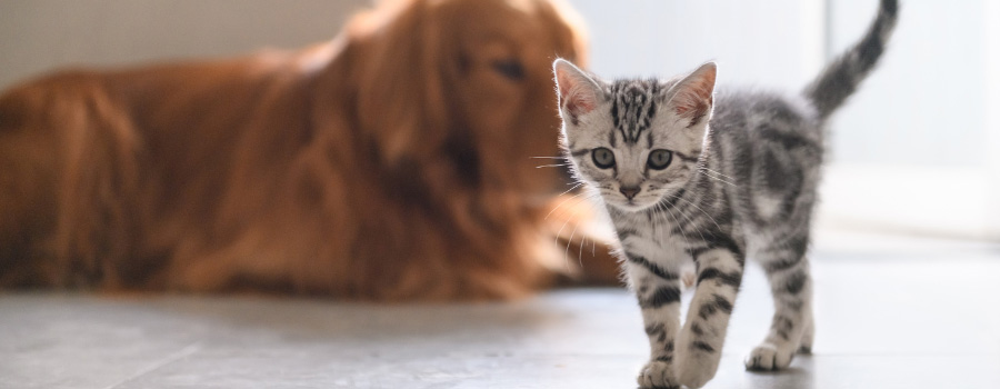 How much does pet insurance cost? - PDSA