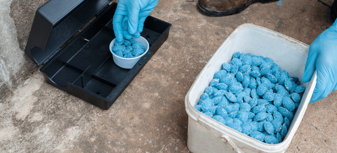 Rat poisoning in dogs - PDSA