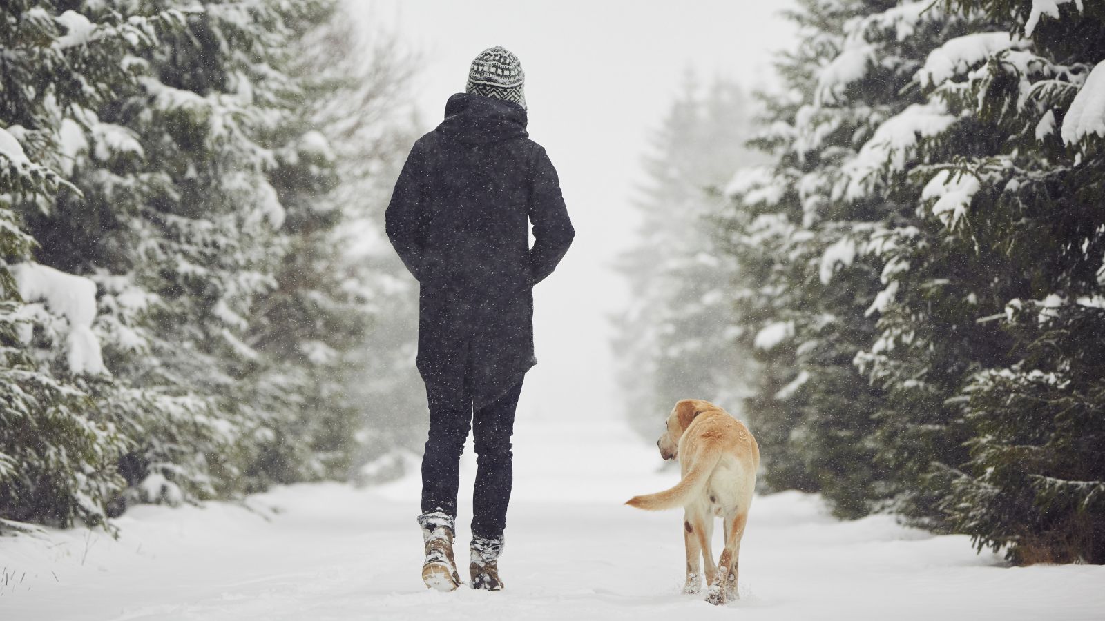 Ways to keep your dog active in cold weather - PDSA