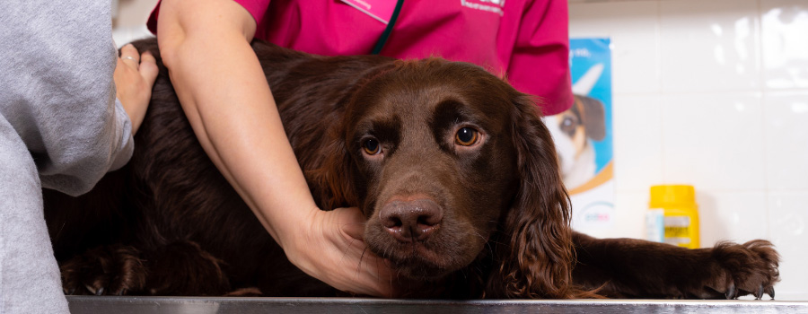 How pet insurance works - PDSA