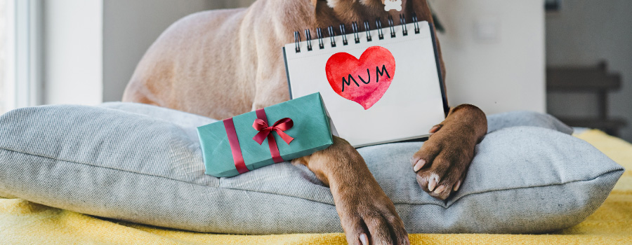 Five signs you’re a pet mum - PDSA