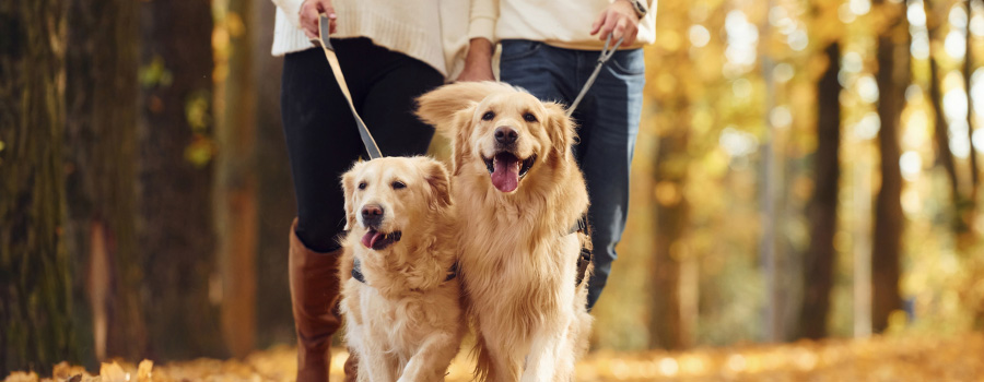 Our guide to PDSA Multi-pet Insurance - PDSA
