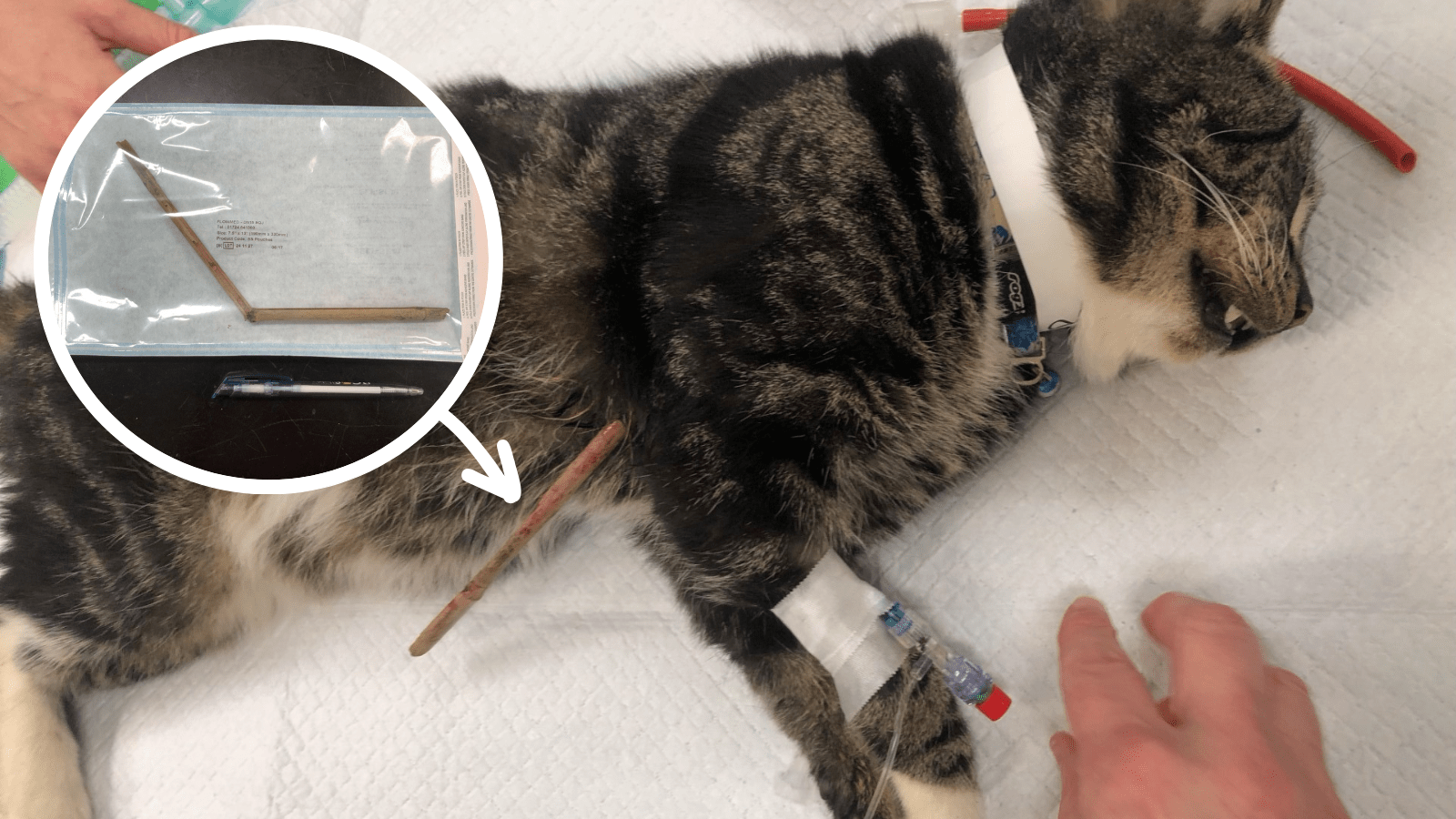 Shadow's story - PDSA