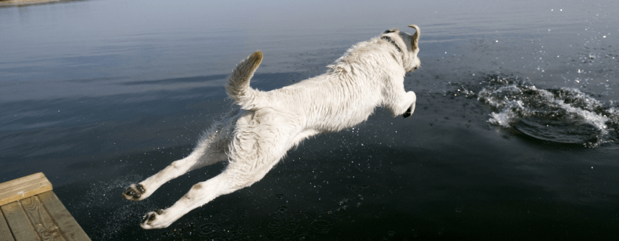 What is water intoxication in dogs, and why is it dangerous? - PDSA