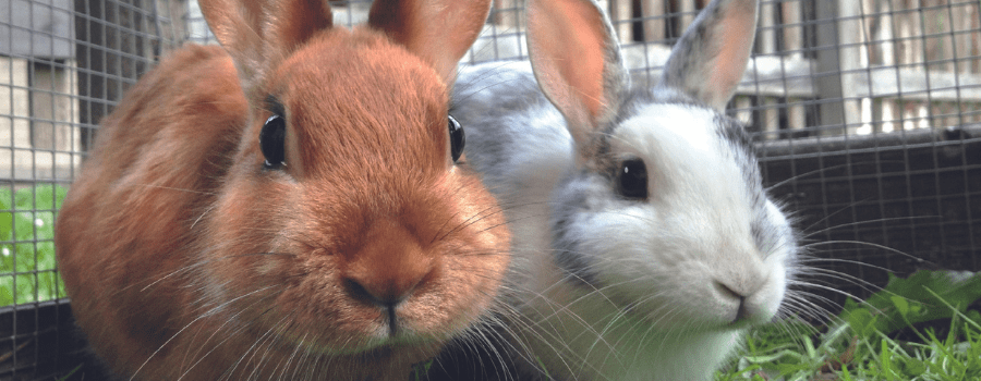 Three easy homemade rabbit treat recipes - PDSA