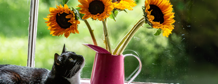 Ten cat and dog-friendly plants and flowers - PDSA